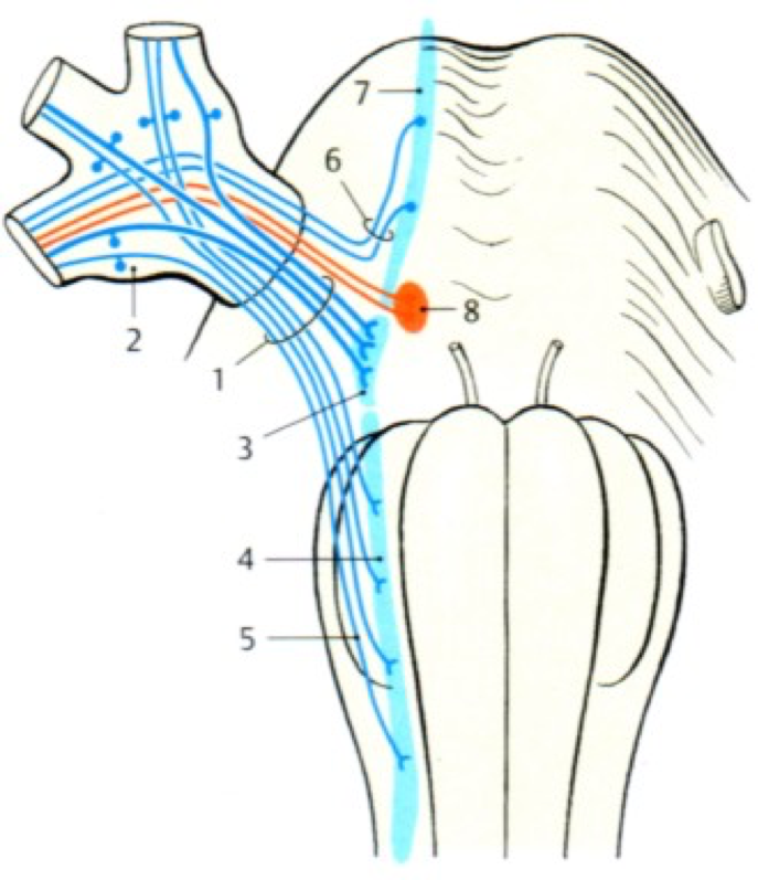 Wo liegen die Kerne der SVE des N. trigeminus? | Hirnnerven | Repetico