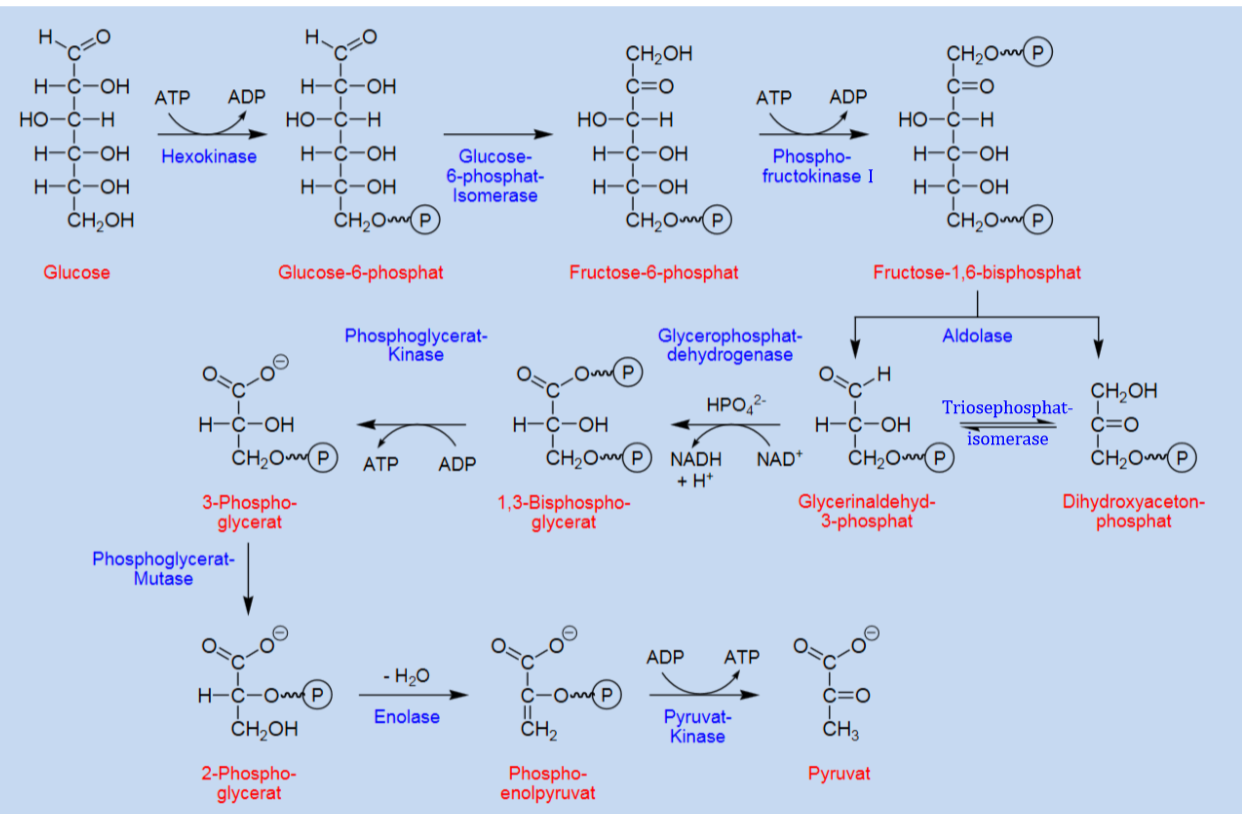 Vergleich Von Glykolyse Und Gluconeogenese