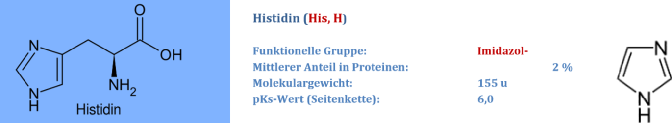 Histidin | proteinogene Aminosäuren | Repetico
