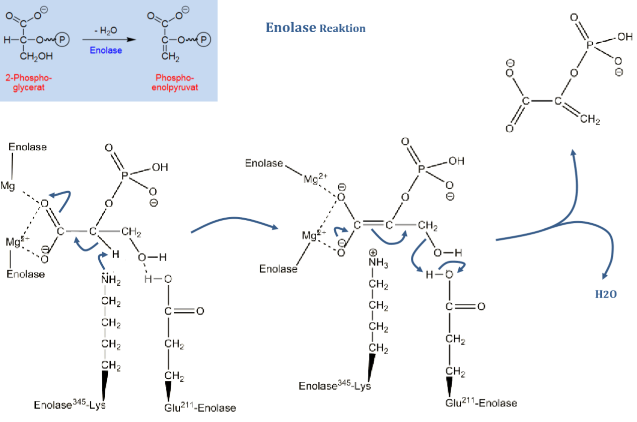 9. Enolase Reaktion | Glykolyse und Glukoneogenese | Repetico