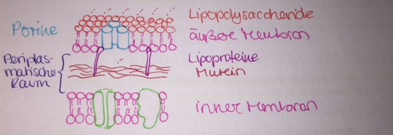 Schematischer Aufbau des Periplasatischen Raums. | Molekula…