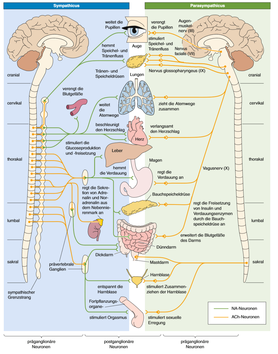 Was steuern a) Sympathikus (+3) und b) Parasympathikus ...