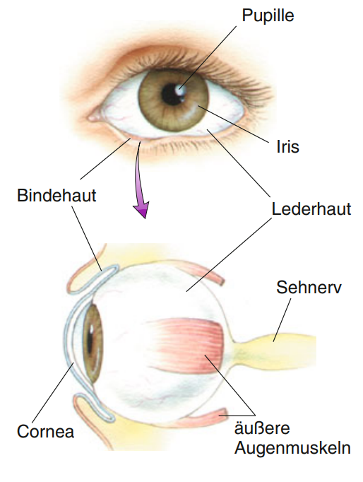 Anatomie des Auges_2 Augenhöhle, äußere Augenmuskeln, Binde…