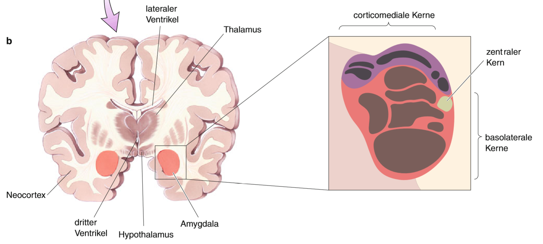 Beschreibe die Anatomie d Amygdala (mit Furcht assoziiert)