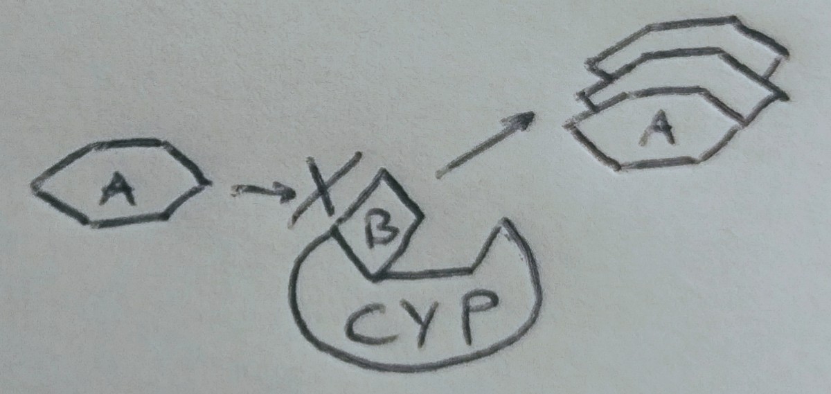 Welche Interaktionen gibt es am CYP-System? | Pharmakologie…