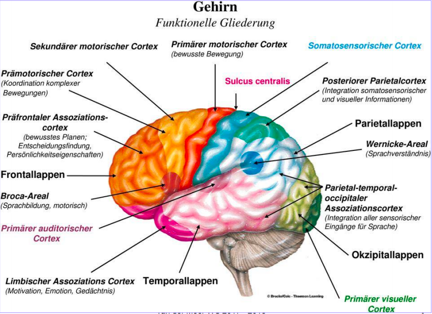 Gehirn und seine funktionelle Gliederung: | Einführung | Repetico