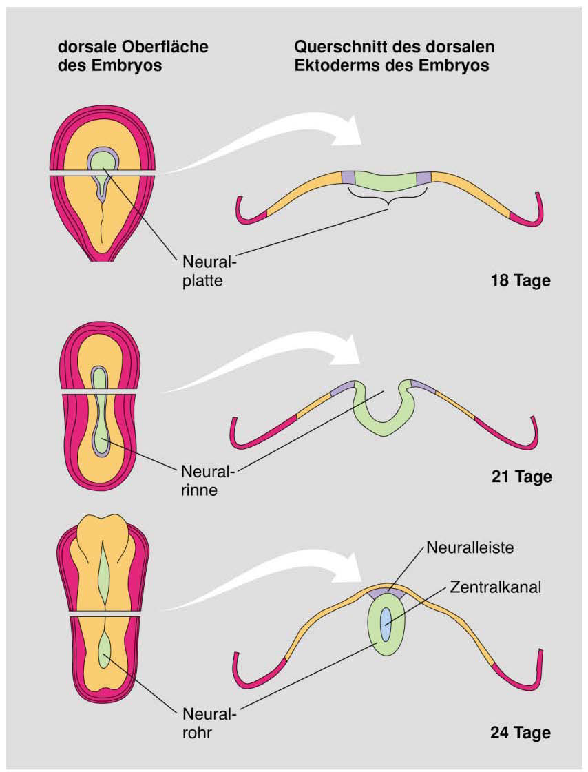 Nennen Sie die Phasen der neuronalen Entwicklung. | Biologi…