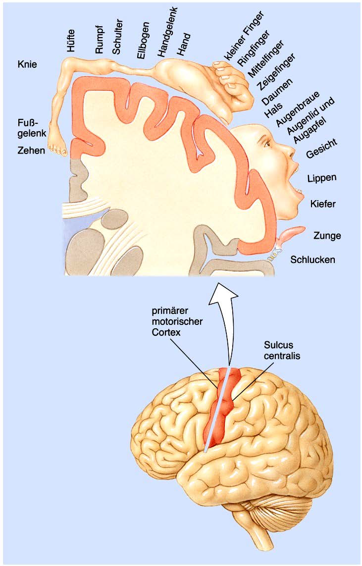 Was ist ein motorischer Homunkulus? | BiologischePsychology…