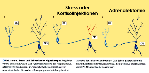 Schildern Sie den “circulus vitiosus“ zwischen Alt ...