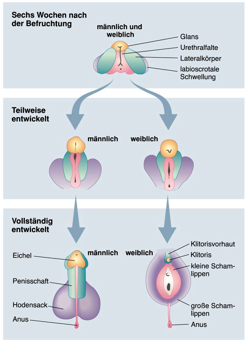 Welche Hormone schüttet der Hypophysenvorderlappen (HVL) au…