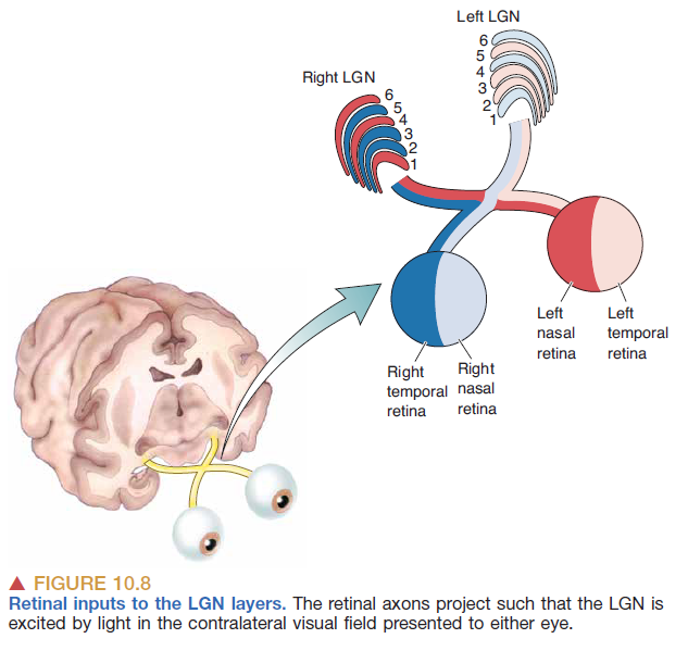 Welche Bereiche zählen zum visuellen System? | BiologischeP…