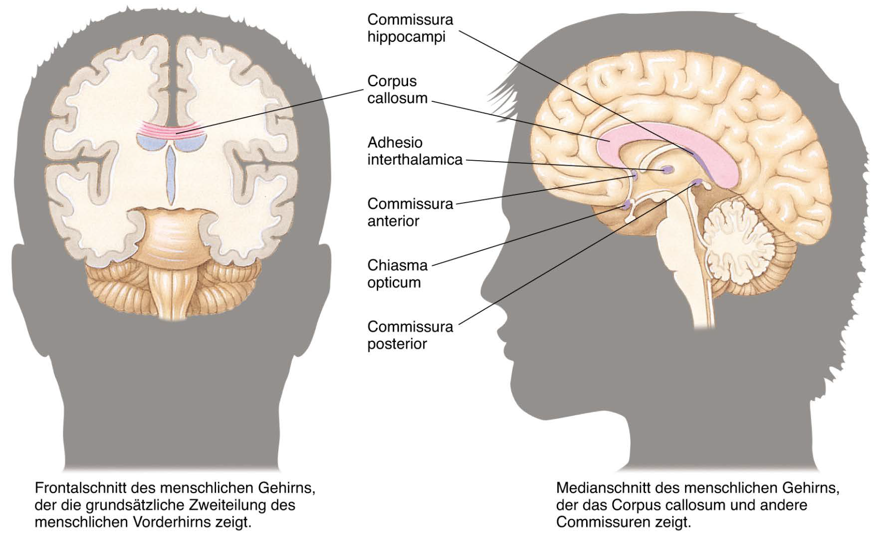 Bitte beschrieben sie die anatomischen Grundlagen der Later…