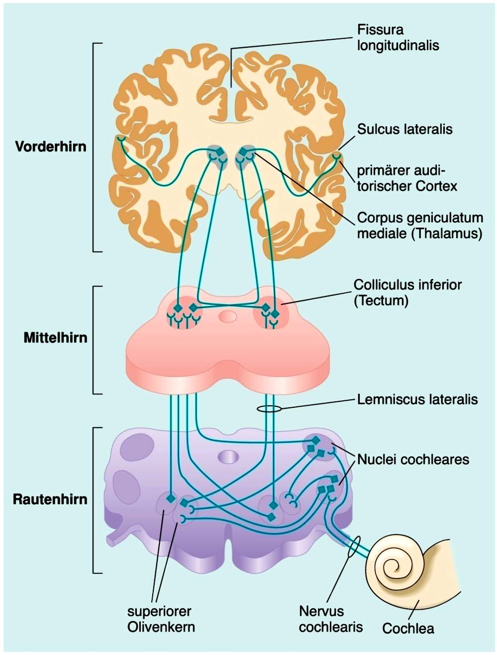 Beschreiben Sie den Weg der Informationsverarbeitung vom Oh…