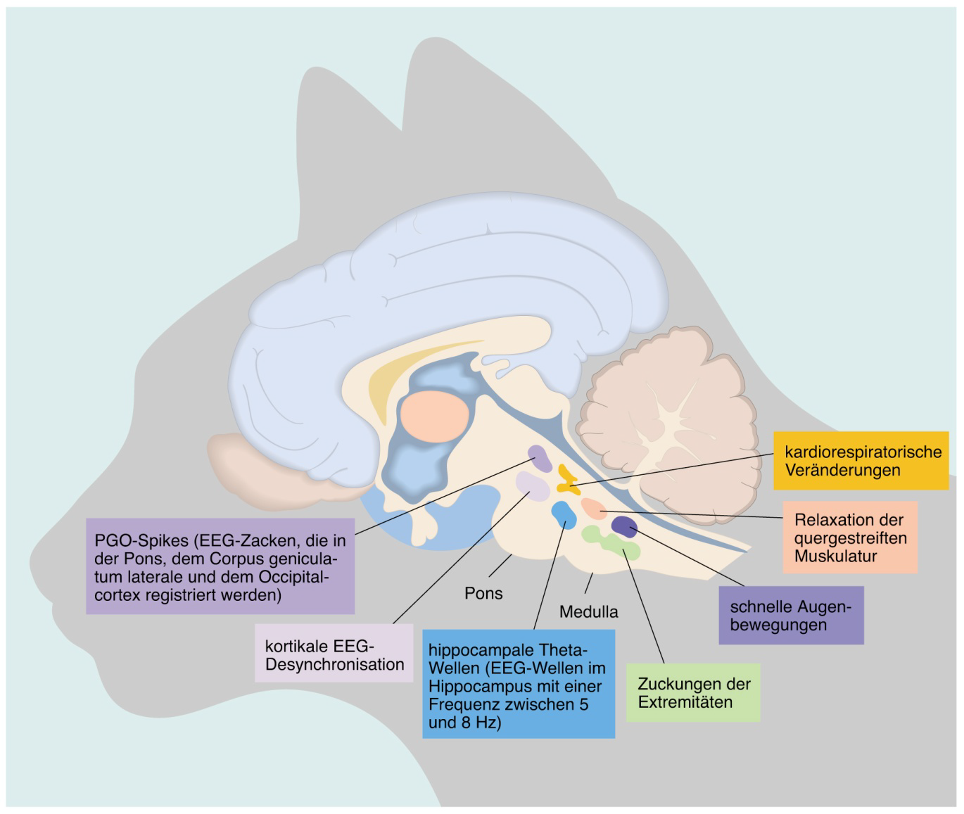 Welche Gehirnstrukturen werden mit Schlaf in Verbindung geb…