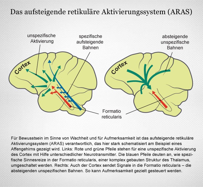 Was ist das ARAS? Wo befindet es sich? | BiologischePsychol…
