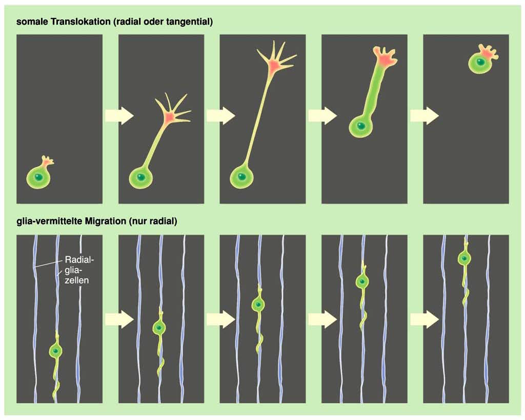 Nennen Sie die Phasen der neuronalen Entwicklung. | Biologi…