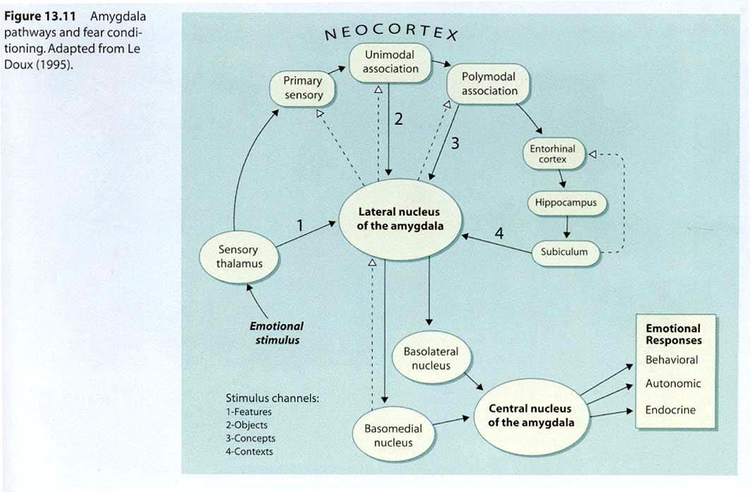 Beschreiben sie die neuronalen Grundlagen von Emotionen und…