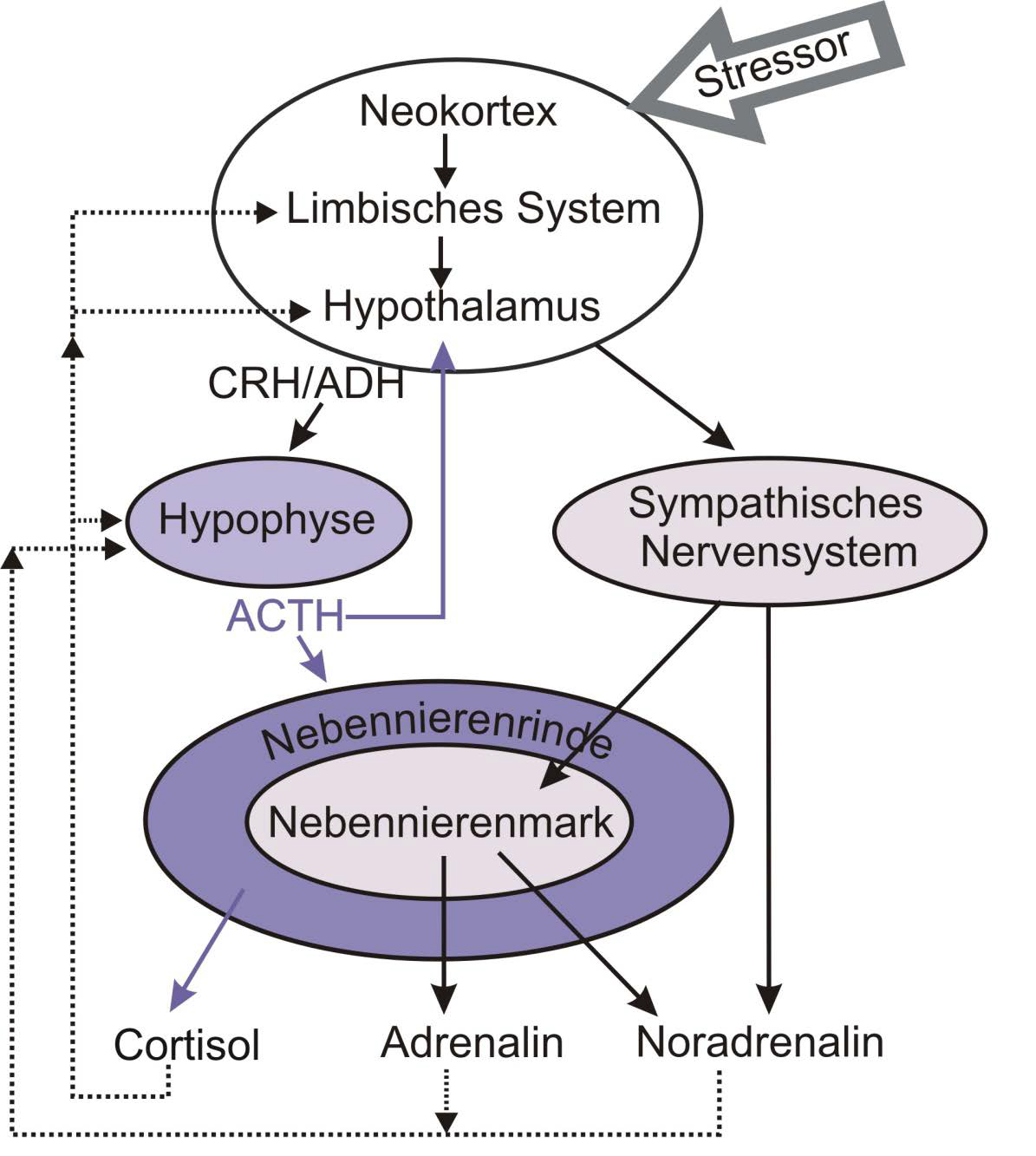 Nennen Sie die zwei Systeme der Stressreaktion. | Biologisc…