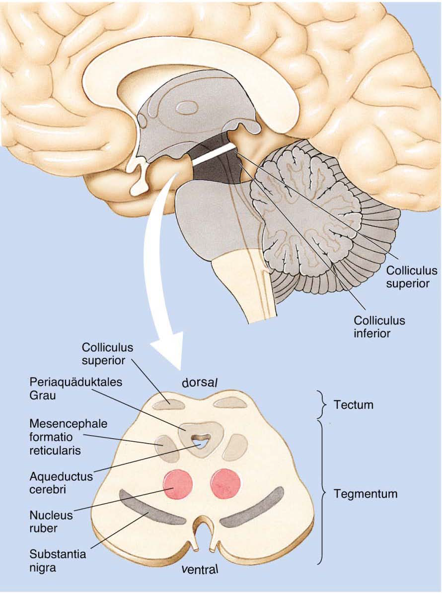 Bitte nennen Sie die fünf Hauptabschnitte des Gehirns und d…