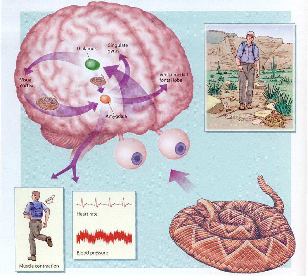 Beschreiben sie die neuronalen Grundlagen von Emotionen und…