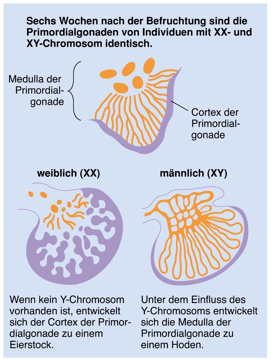 Welche Hormone schüttet der Hypophysenvorderlappen (HVL) au…