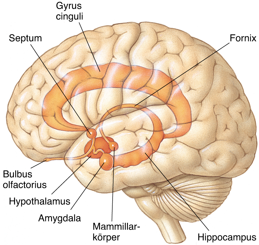 Beschreiben sie die neuronalen Grundlagen von Emotionen und…