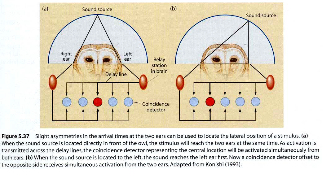 Wie ortet die Schleiereule Geräusche in der Horizontalebene…