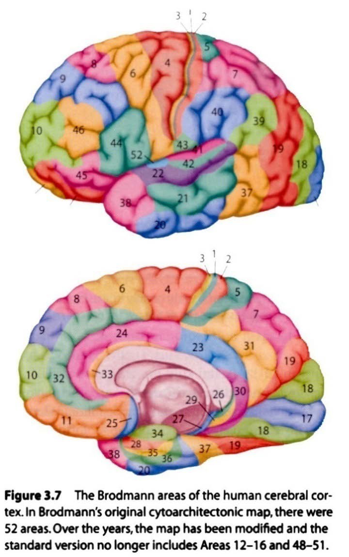 Was ist ein motorischer Homunkulus? | BiologischePsychology…