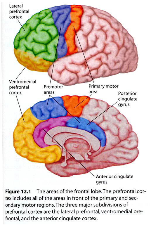 Beschreiben sie die neuronalen Grundlagen von Emotionen und…