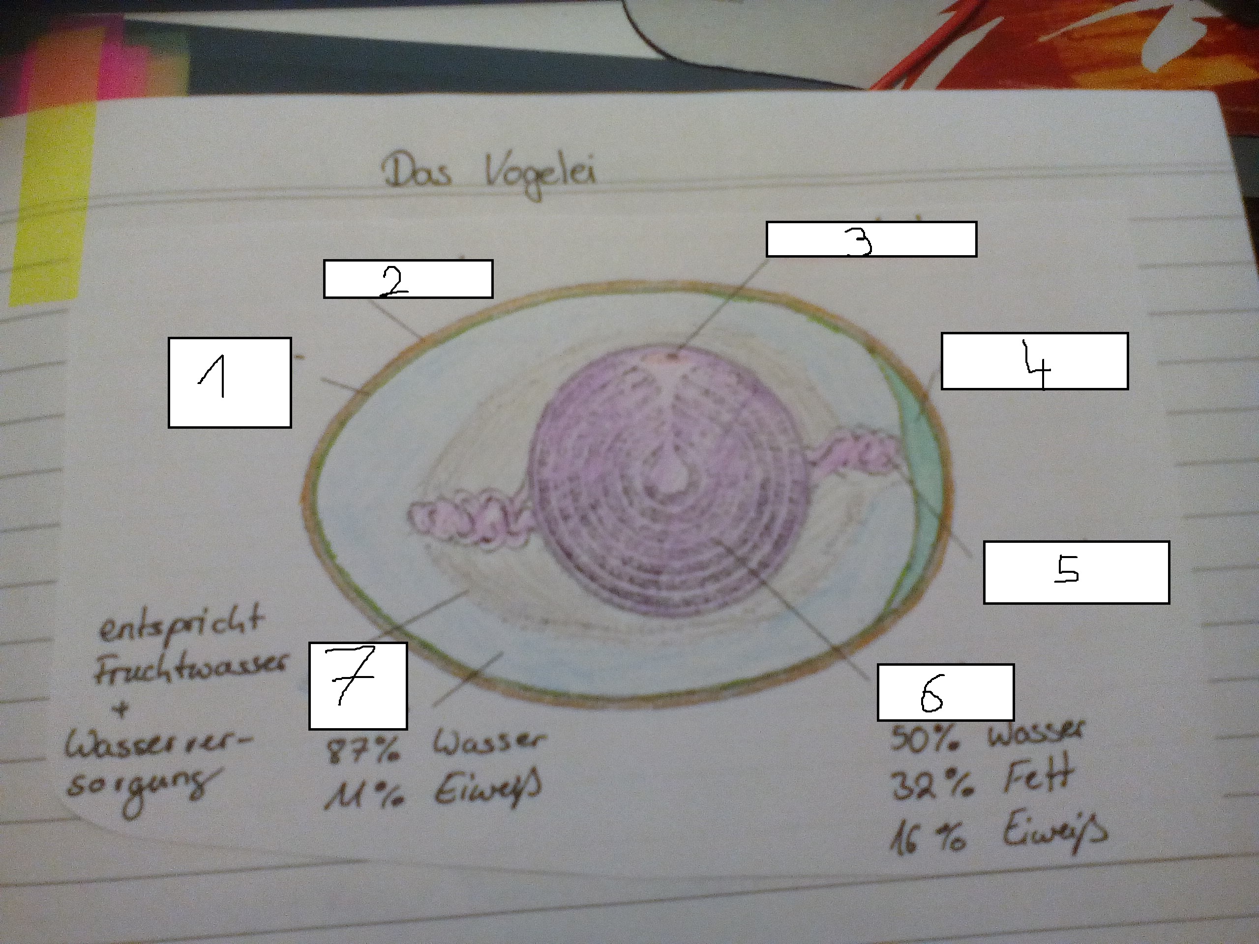 | Fortpflanzung | Repetico