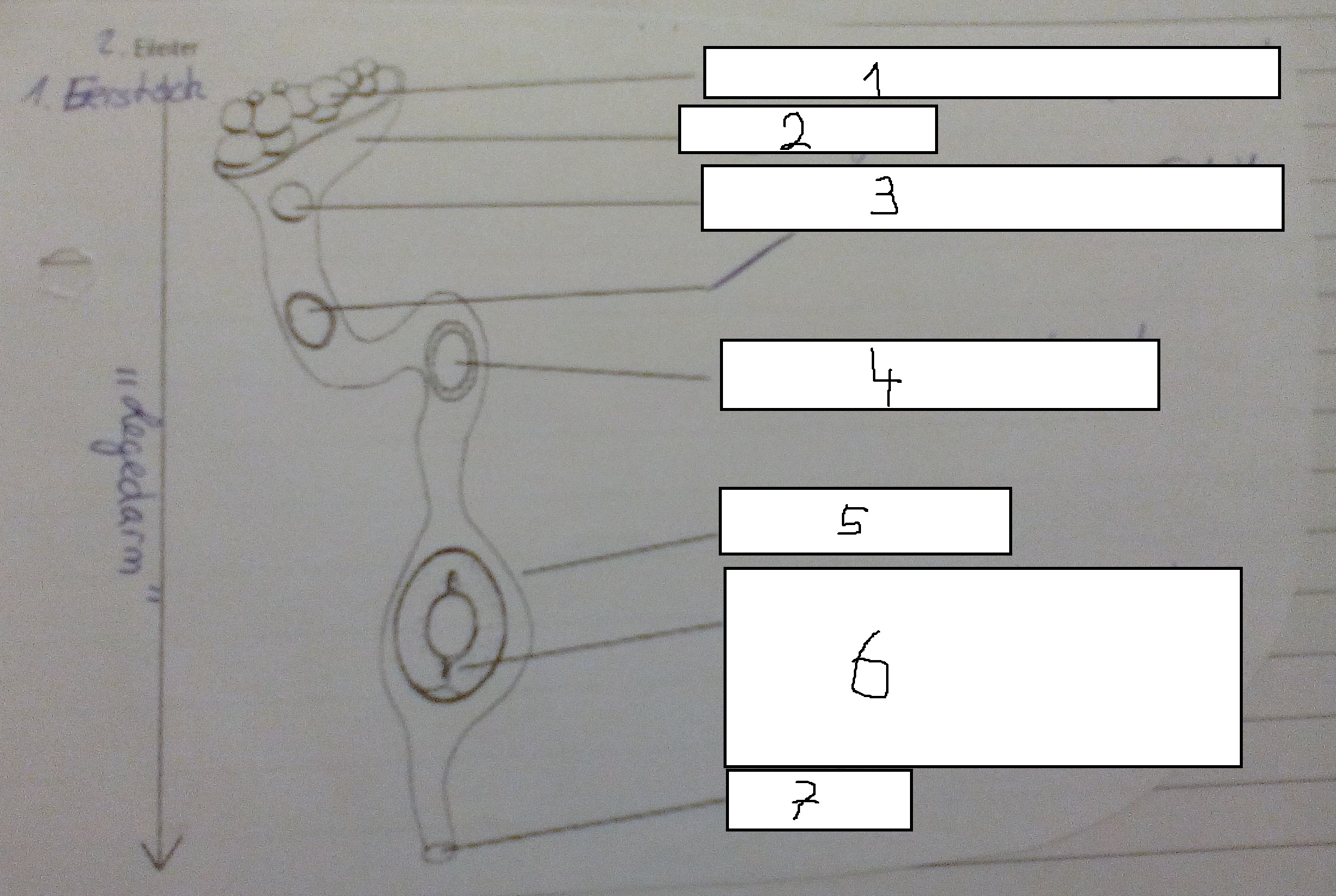 Wie ein Ei entsteht | Fortpflanzung | Repetico