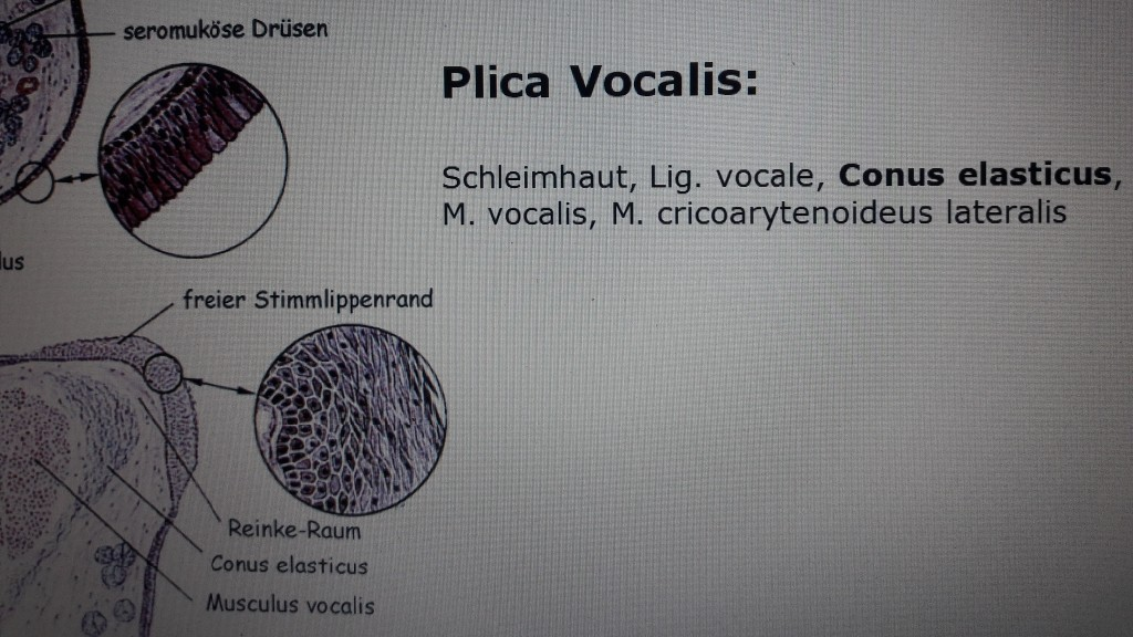 Plica vocalis | Facharzt | Repetico