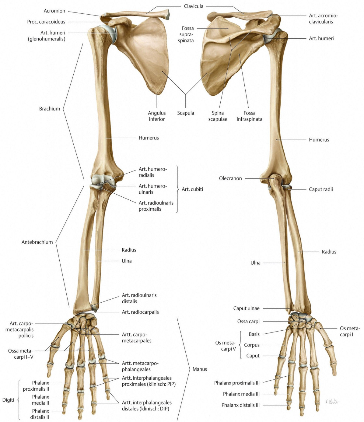 Anatomie der oberen Extremitäten | Grundwortschatz 1. Semester | Repetico