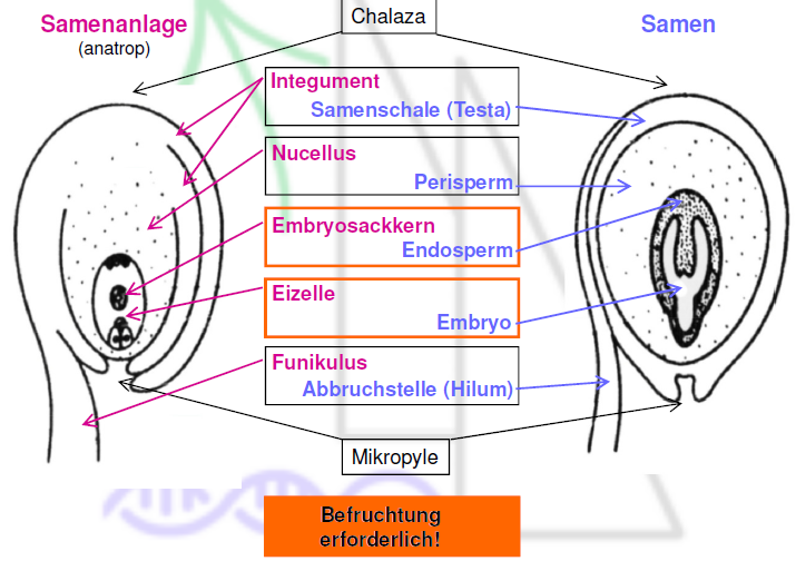 Umwandlung der Samenanlage zum Samen | Botanik Ober 8/8 | R…