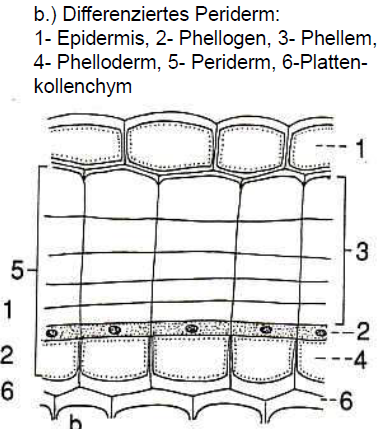 Phellogen Definition | Botanik Schulz 3/8 | Repetico