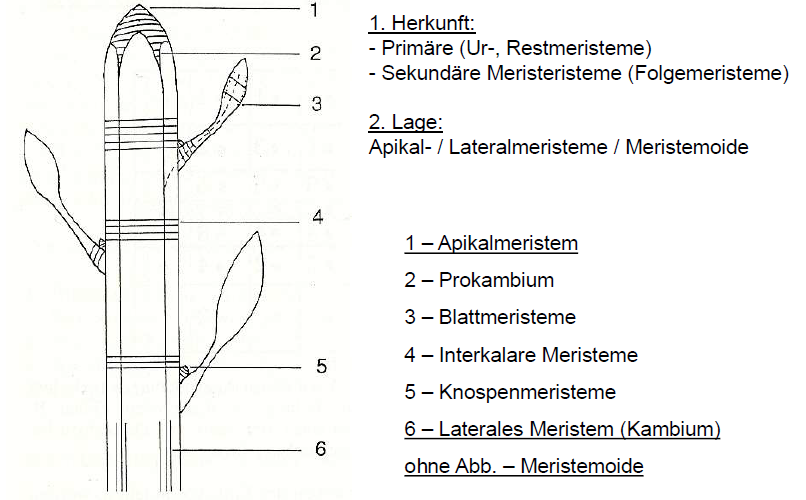 Apikale Meristem