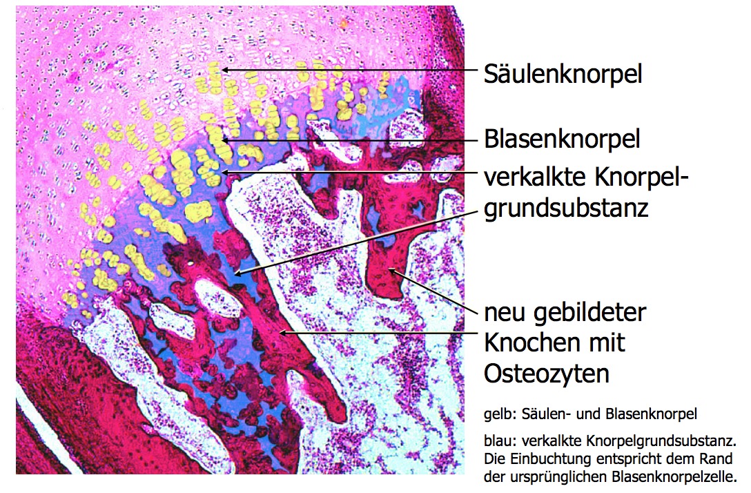 Beschriftung Ossifikation im Röhrenknochen | Histologie: Kn…