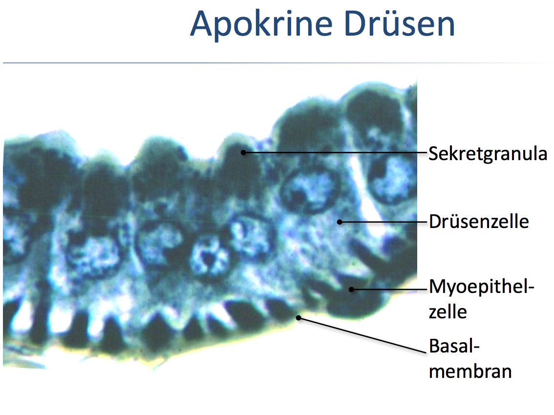 Bestimmung und Beschriftung | Histologie: Epithelien und Drüsen | Repetico