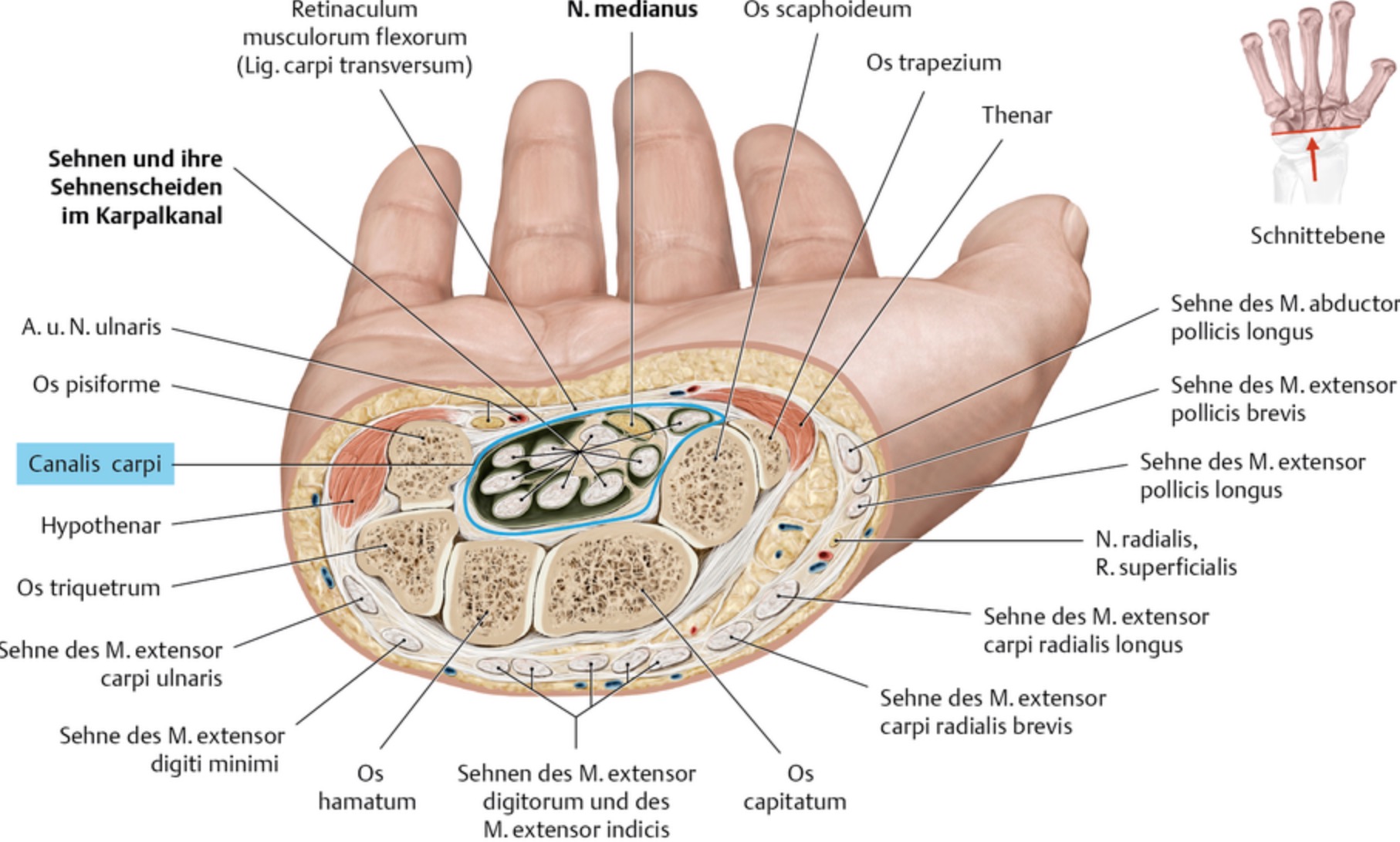 Karpaltunnel und Guyon Loge | Makro: Foramina, Kanäle, Lücken, Spalten