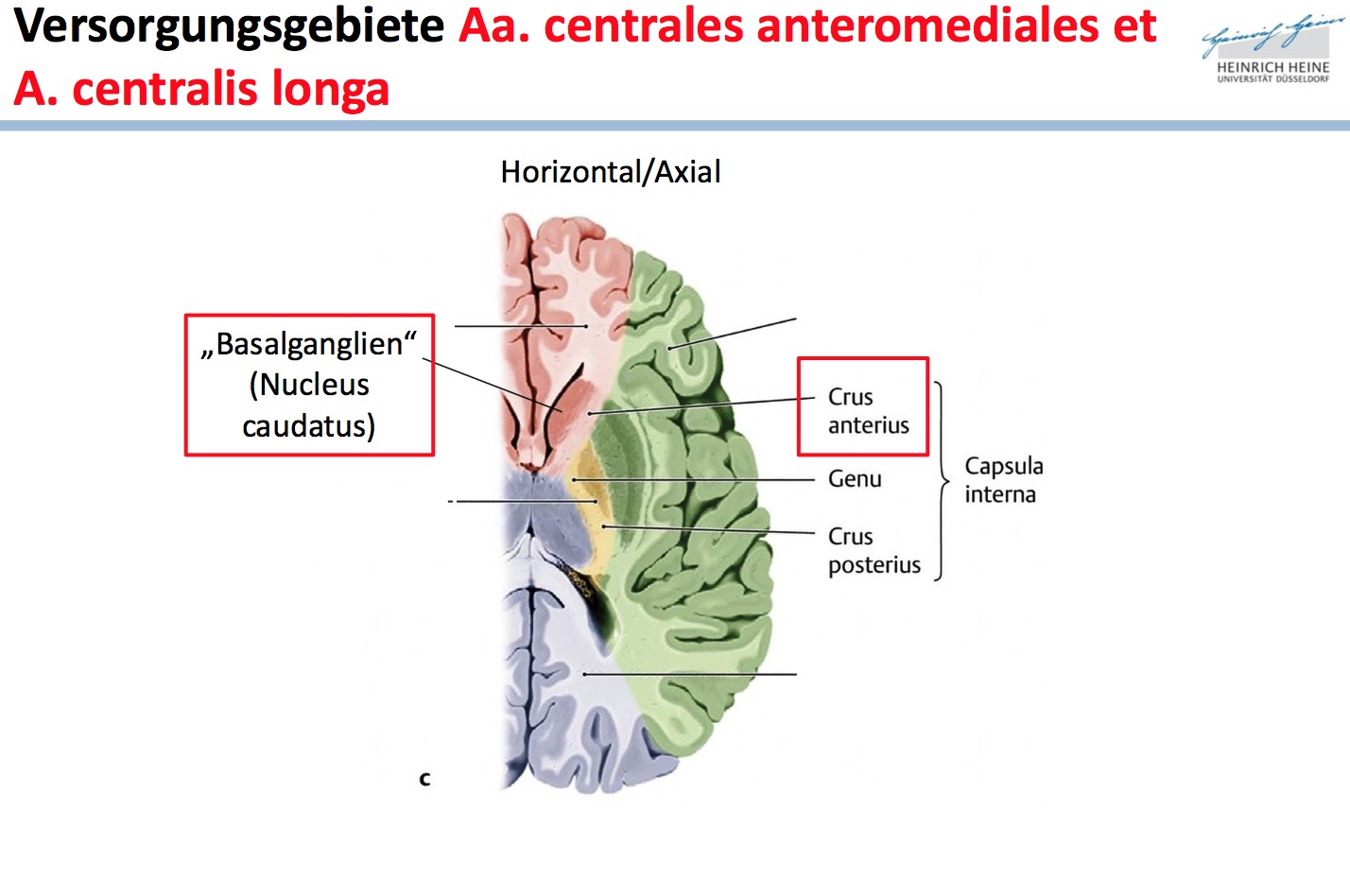 Verlauf und die Versorgungsgebiete der A. cerebri anteri ...