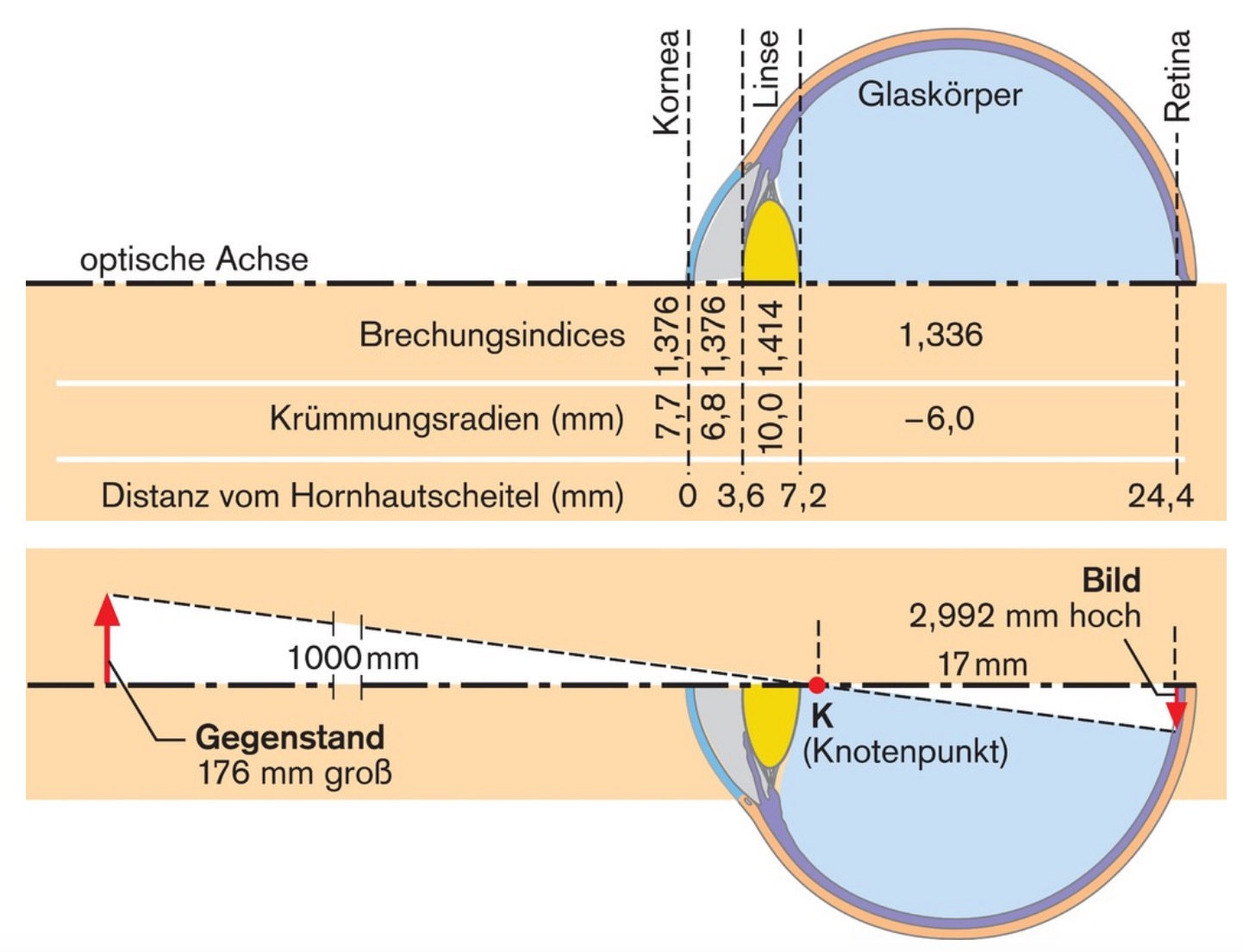 Vorderkammertiefe Augen: Vordere Augenkammer Funktion – FDOMF