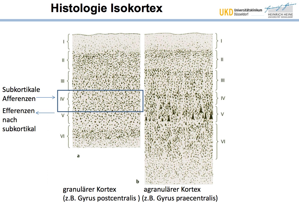 Isocortex: neuronale VerbindungenWo kommen die Afferenze ...