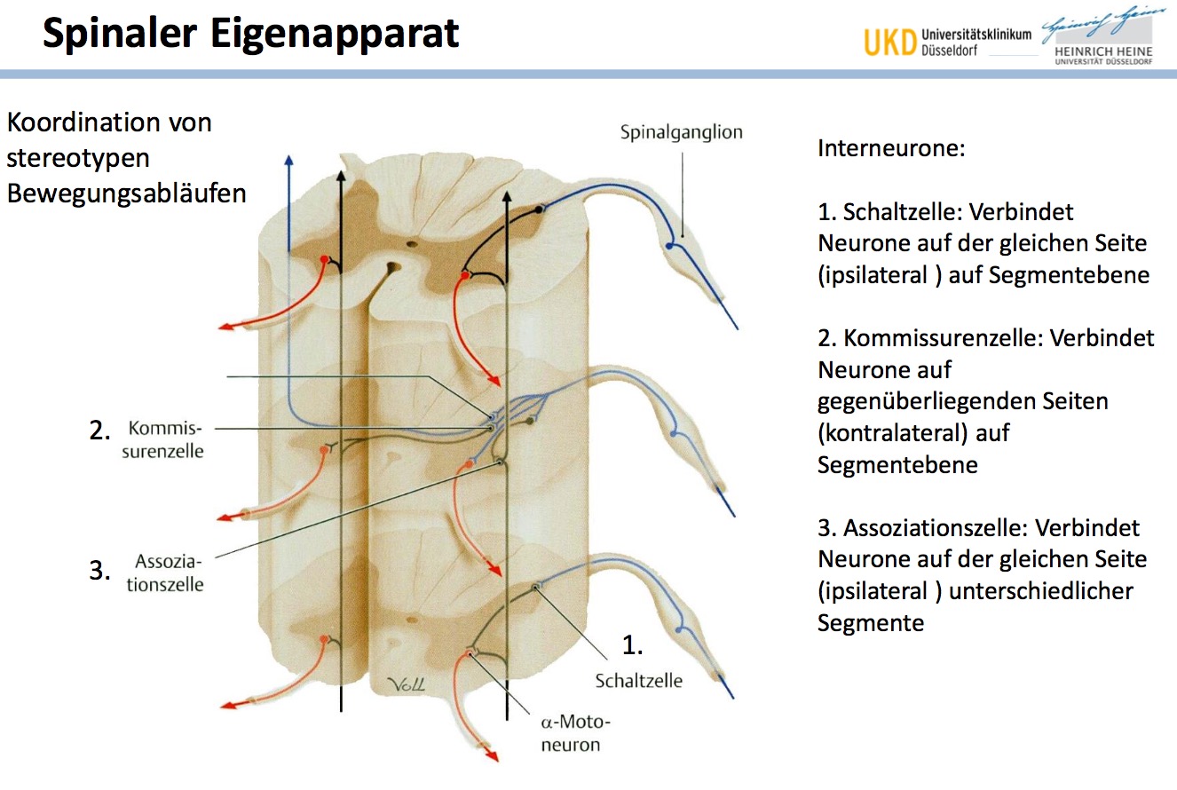 Spinaler EigenapparatWelche 3 Arten von Interneuronen gi ...