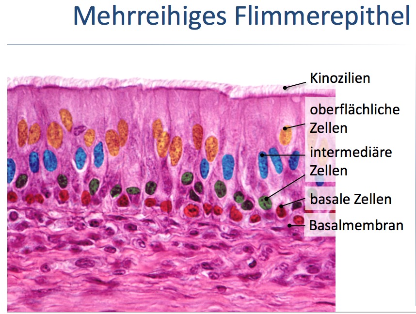 Mehrreihiges Flimmerepithel | Histologie: Epithelien und Drüsen | Repetico