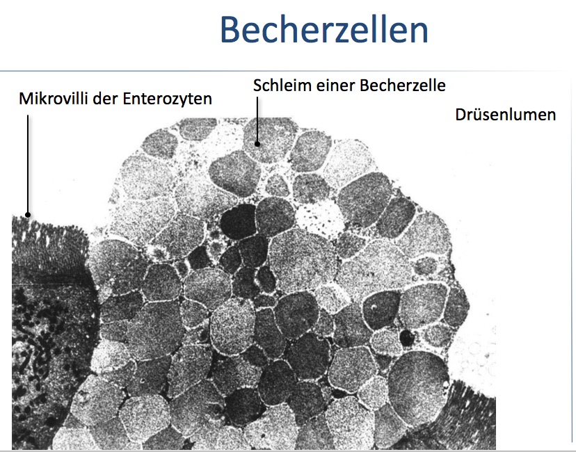 Lage der sezernierenden Zelle: 2 Klassifikationen, je ei ...