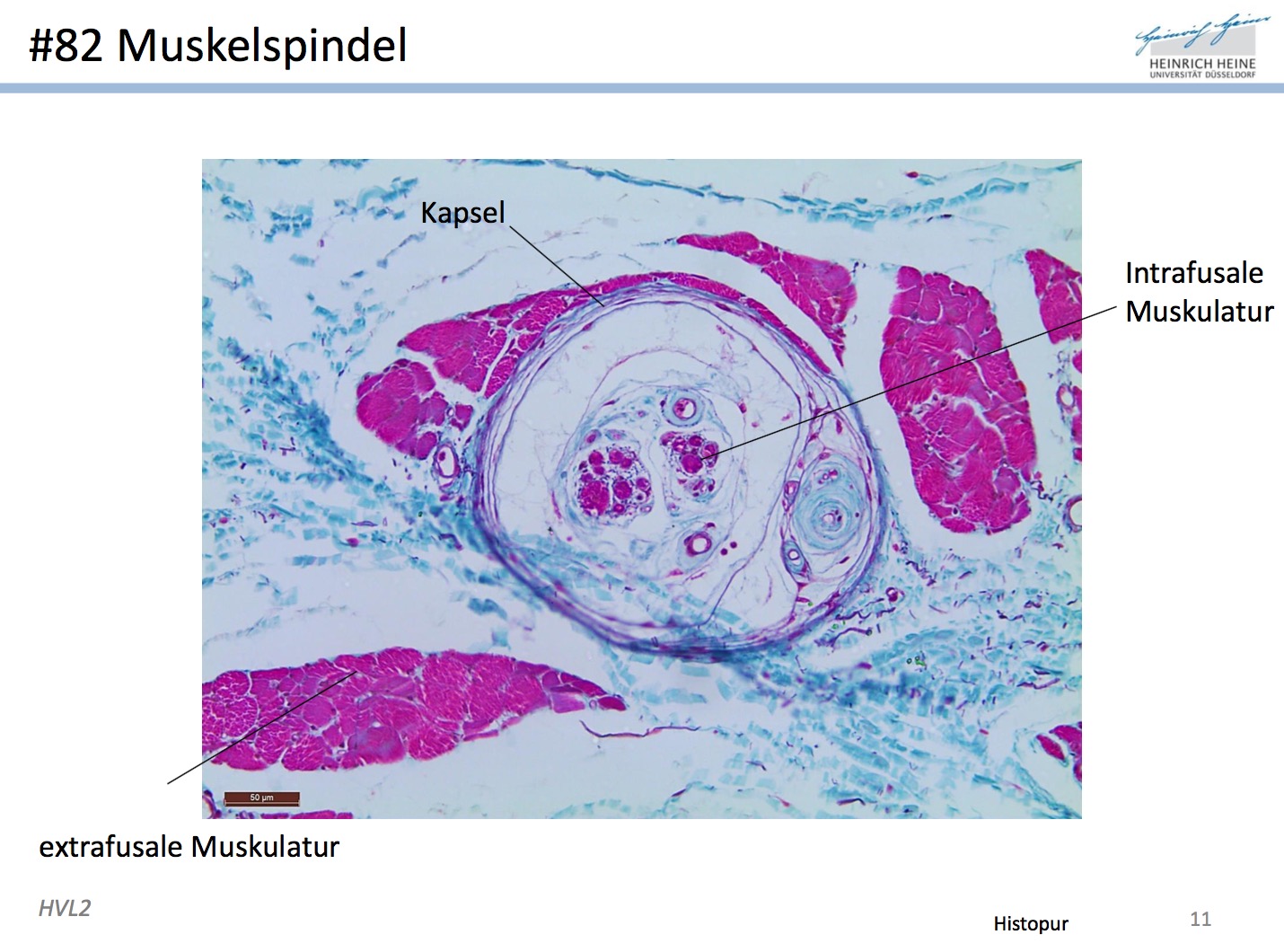 MuskelspindelAufbauArten von Fasernsensorische und motor... | Histo ...