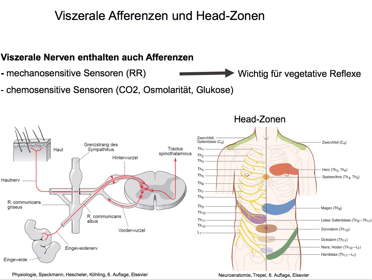 Viszerale Afferenzen und Head-Zonen | Physiologie: Vegetatives ...