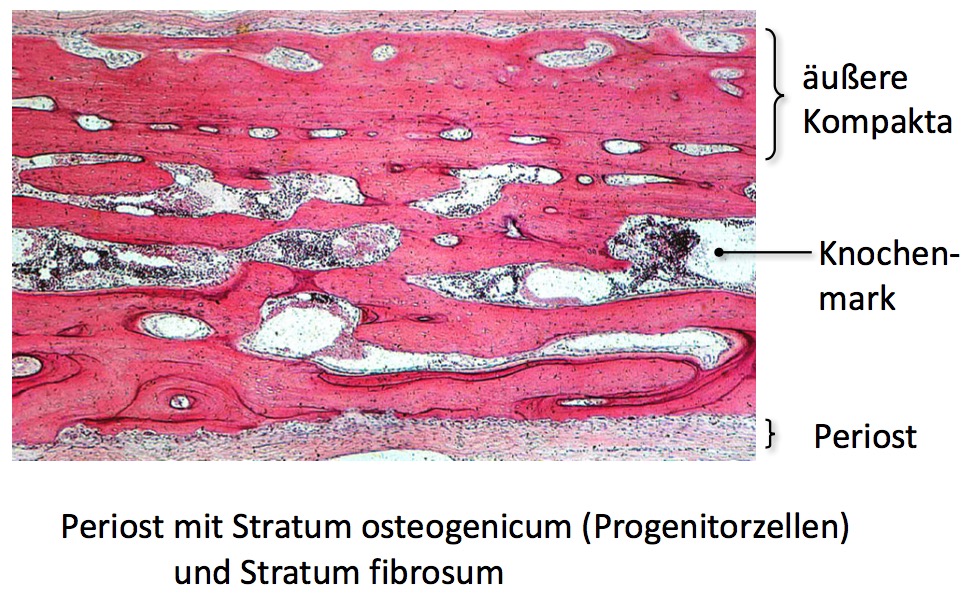 Desmaler Knochen: Beschriftung | Histologie: Knochen und Knorpelgewebe ...