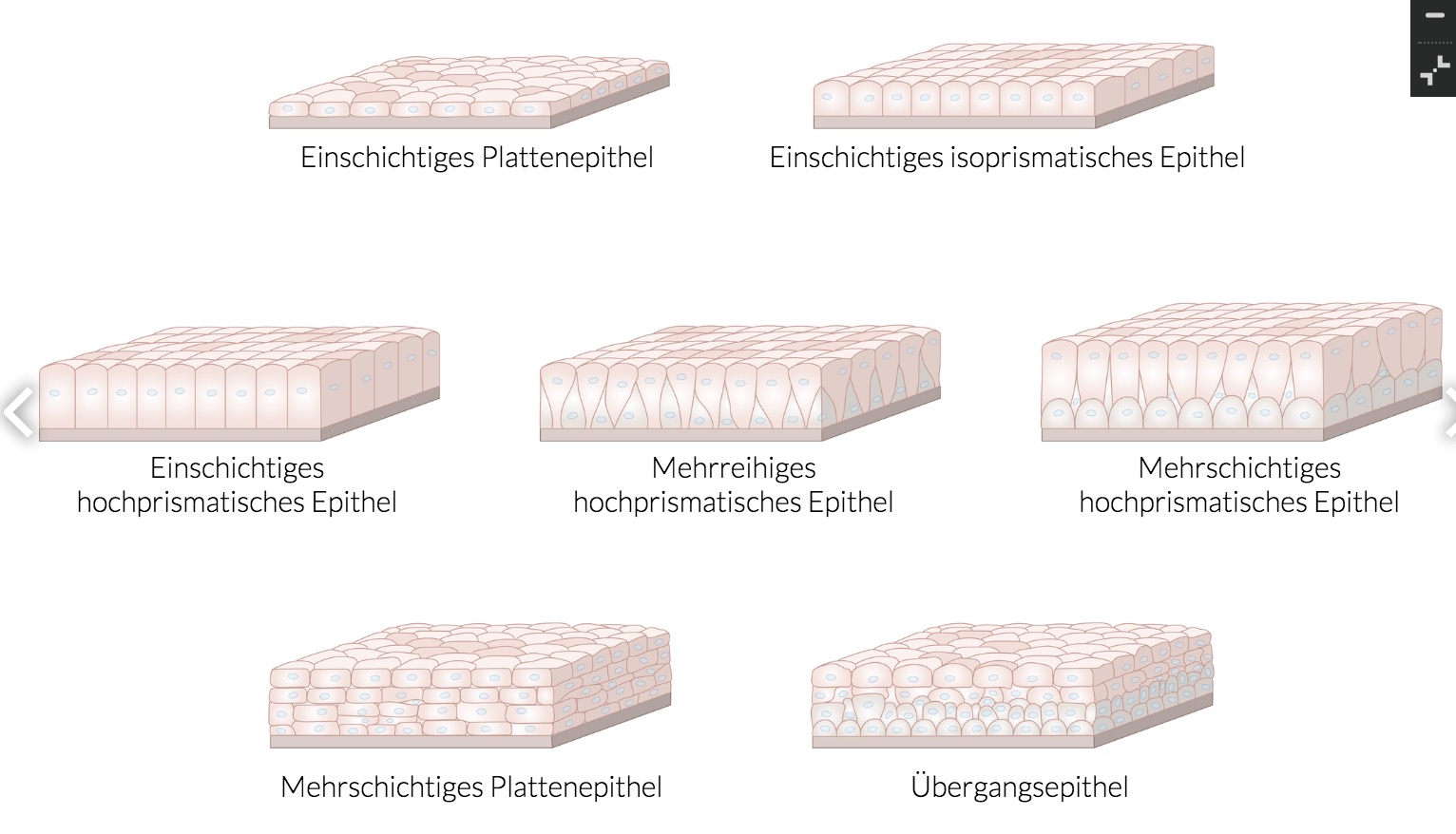 Nomenklatur von Epithelzellen (3 Hauptpunkte) | Histologie:…