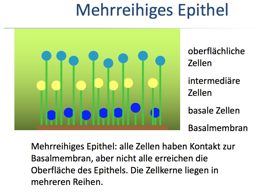 Wodurch zeichnet sich ein mehrreihiges Epithel aus? Vork ...